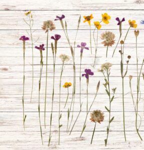 How To Dry & Preserve Flowers Inside Books - Cozy Cottagecore Living